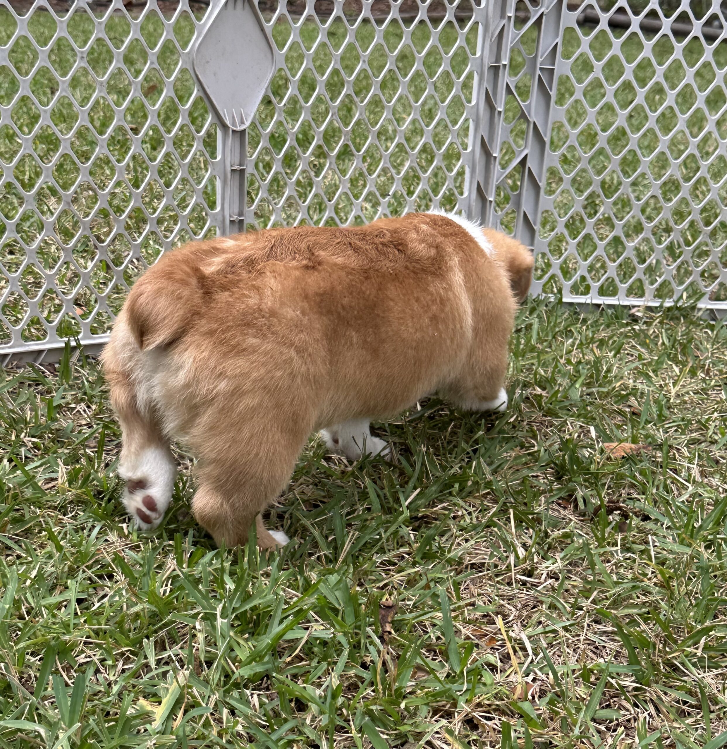 Denver - Corgivilla