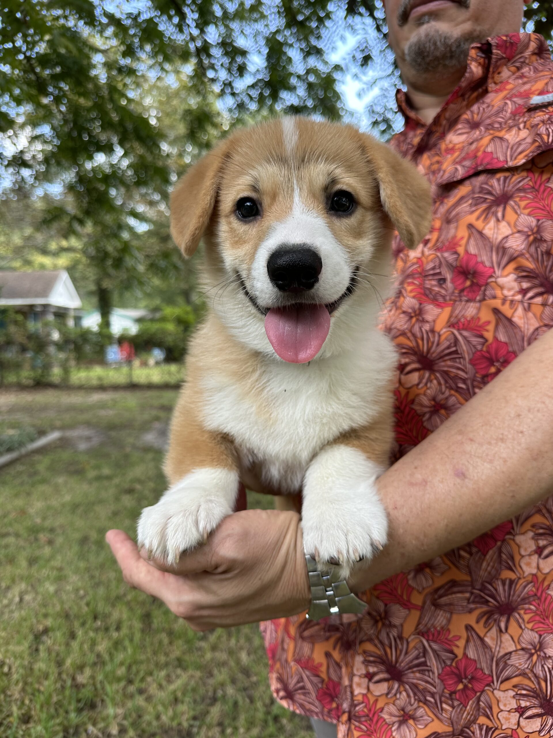 Denver - Corgivilla