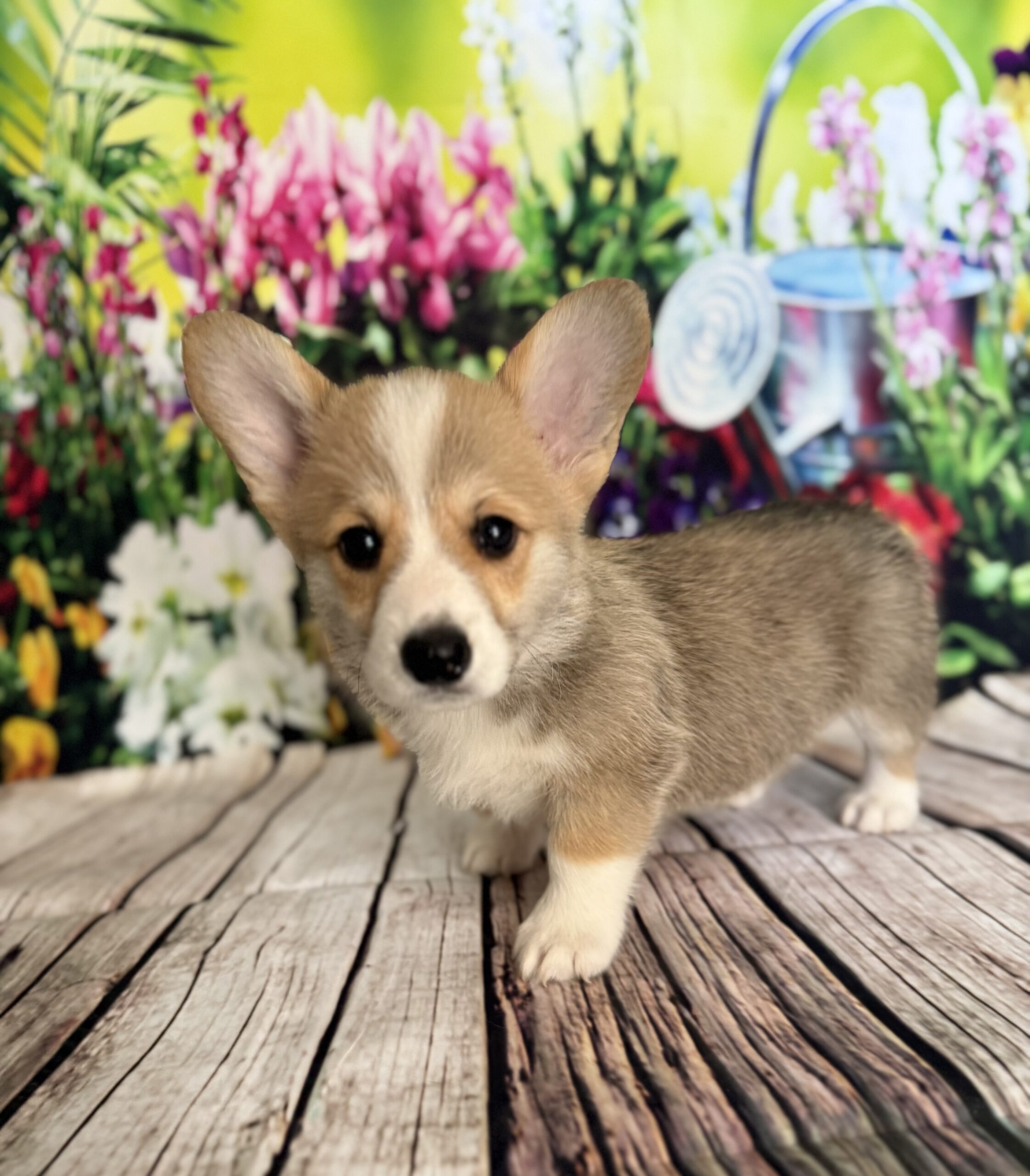 Winston - Corgivilla