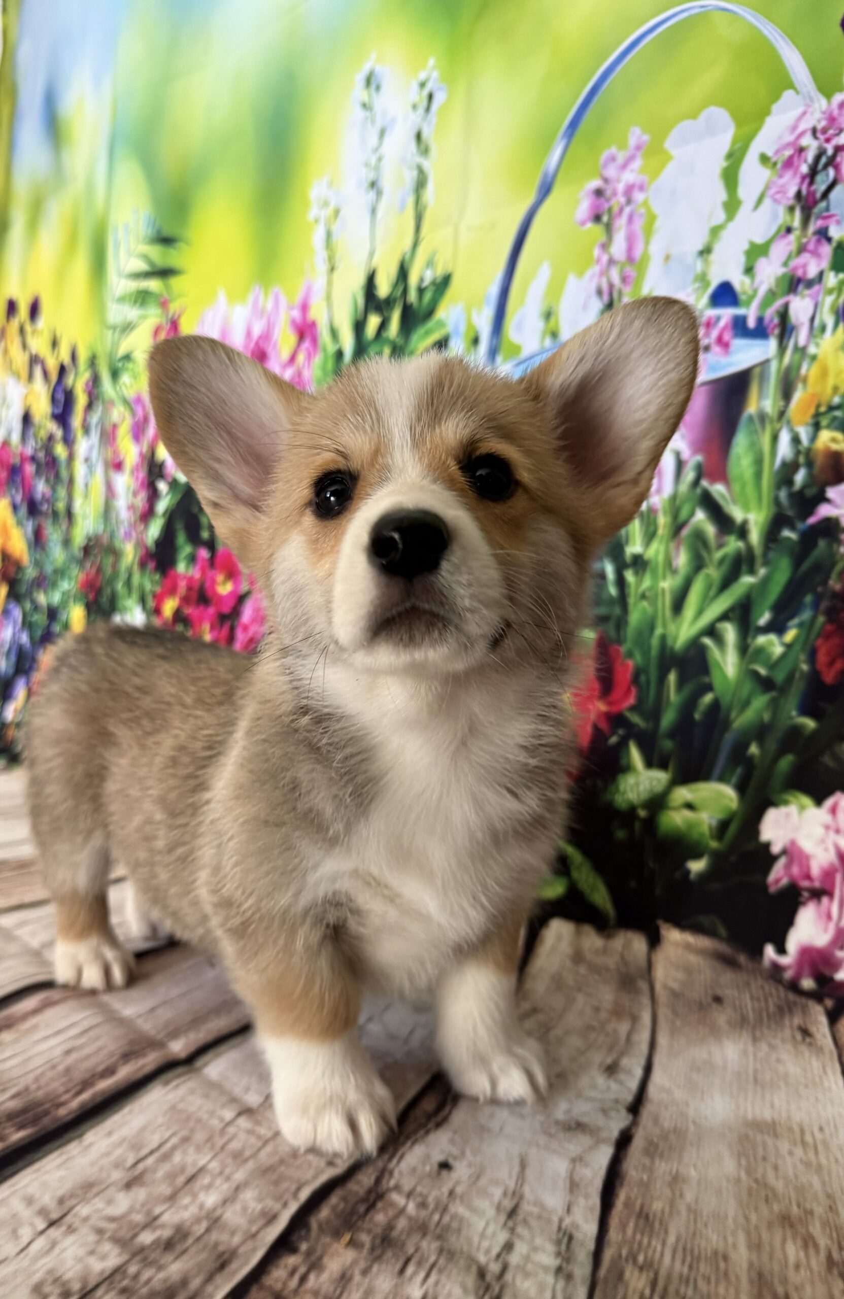 Winston - Corgivilla