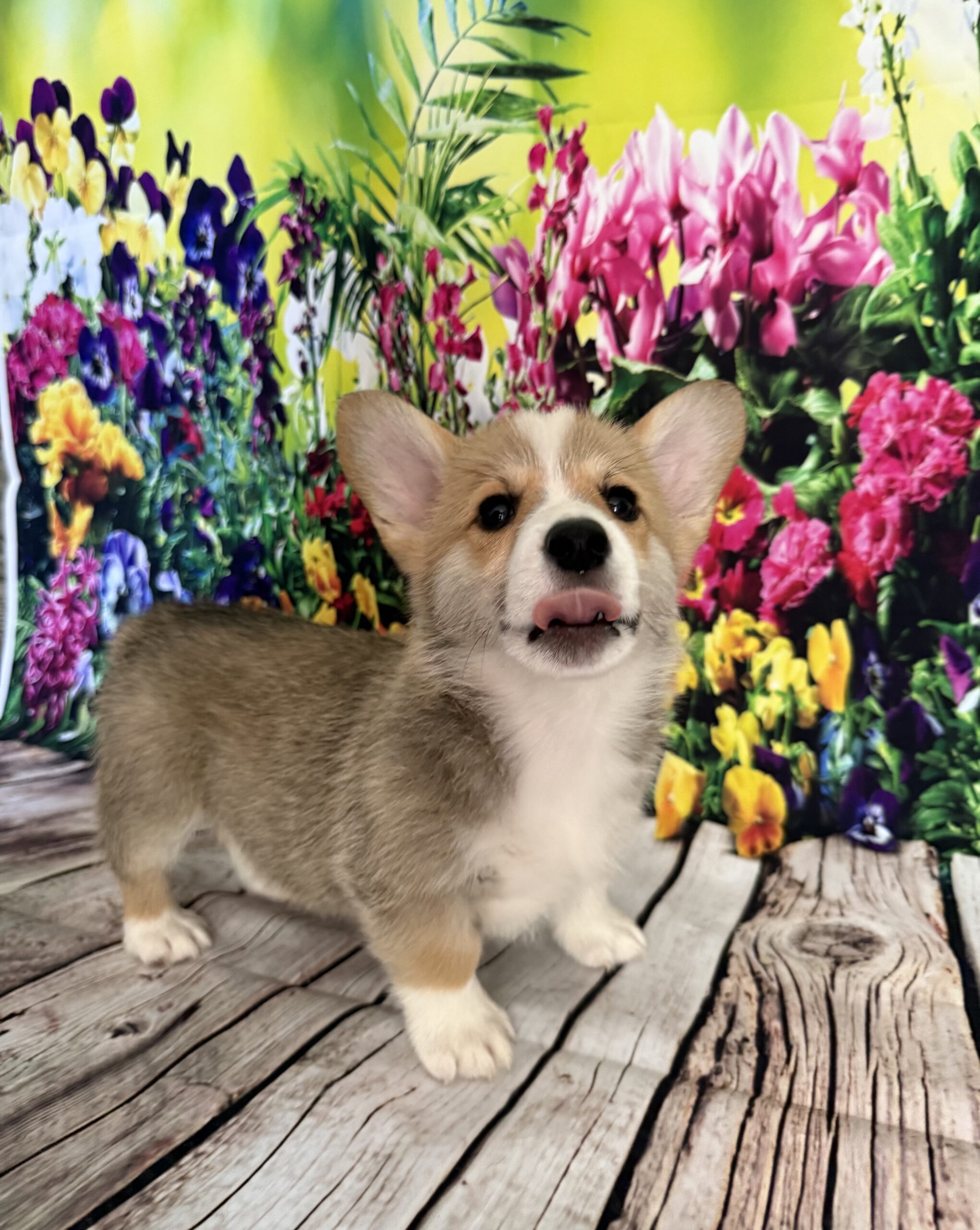 Winston - Corgivilla